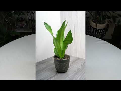 Snake Plant (Sansevieria) History / Plant Stories