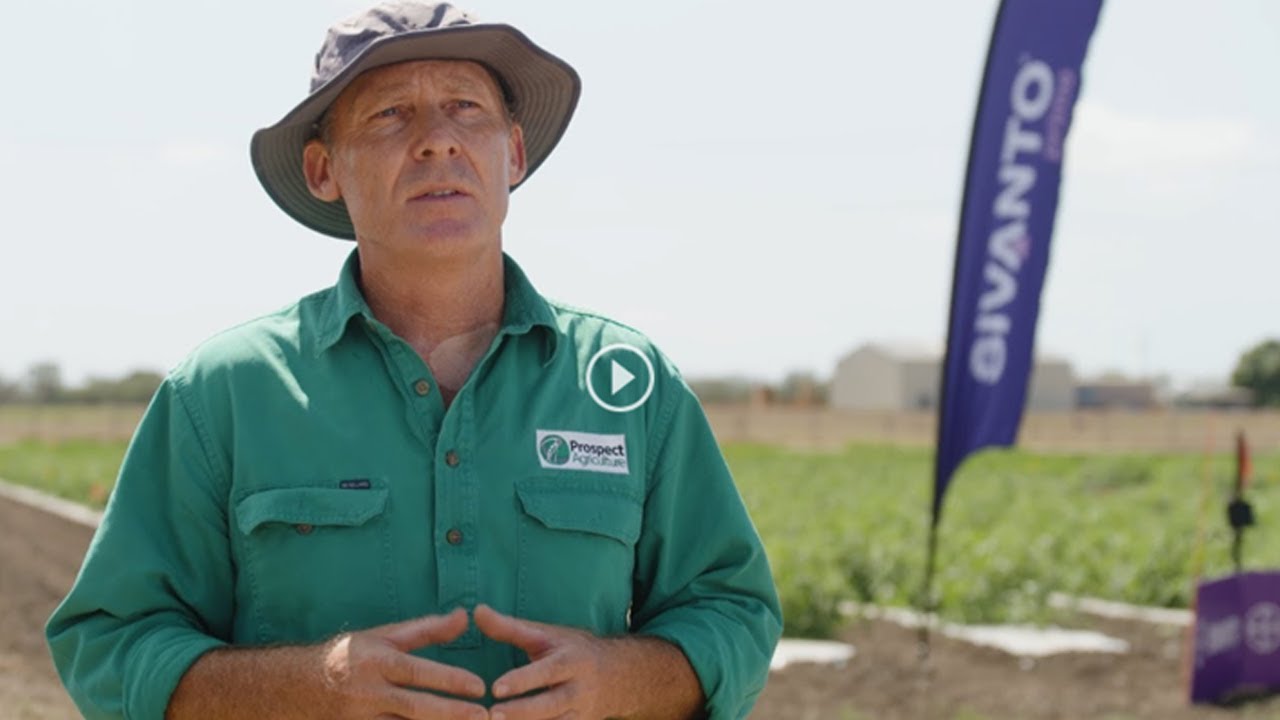 SIVANTO prime Insecticide | Bayer Crop Science Australia