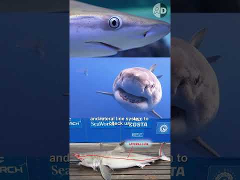 Great White Shark Attack: Why Sharks Don't Eat Humans?