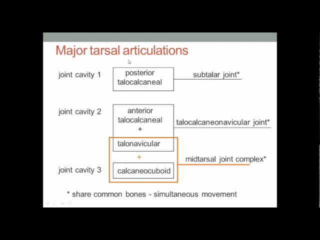 Understanding the Tarsal Joints: Structure and Function | Galaxy