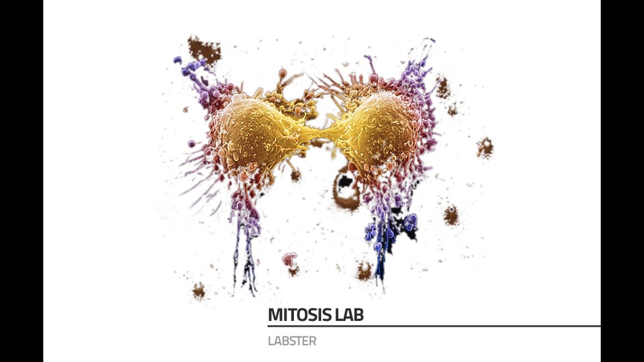 Labster Virtual Lab: Mitosis Simulation