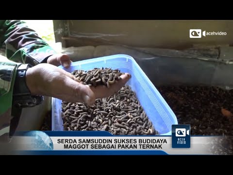 Video: Serda Samsuddin Sukses Budidaya Ulat Maggot Sebagai Pakan Ternak