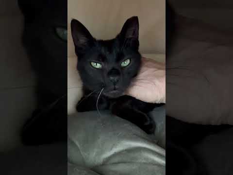 Video of adoptable pet named Pattycake (FCID# 05/01/2025 - 34) C