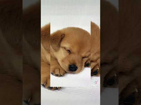 Cute Dog Wallpapers (this took 45 minutes)