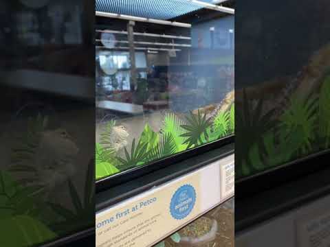 How much for a bearded dragon? | Browsing at Petco on a Saturday