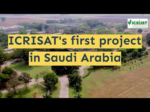 ICRISATβs first project in Saudi Arabia focuses on boosting millets and sesame production