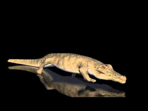 PROTOFACTOR - CROCODILE - iClone/Actor - Reallusion Content Store