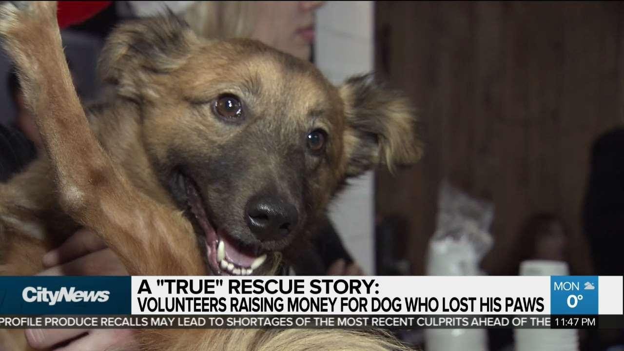 Happy ending for dog who lost front paws