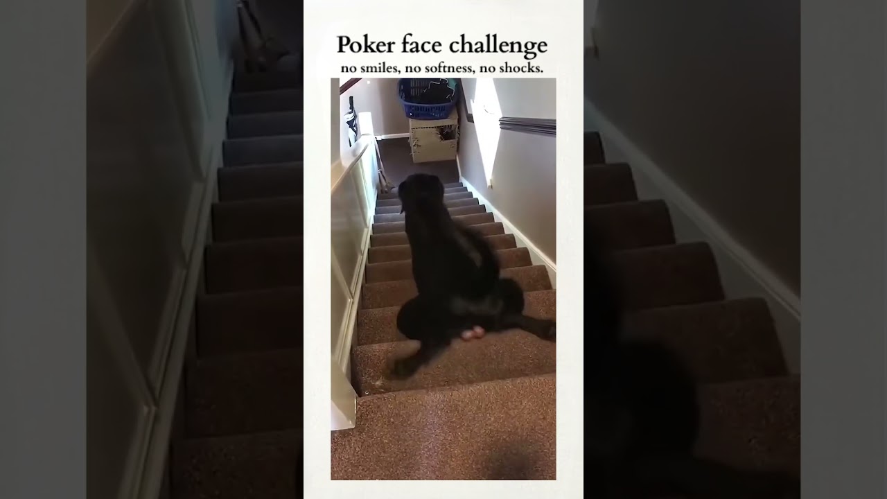 Poker face challenge ep 217