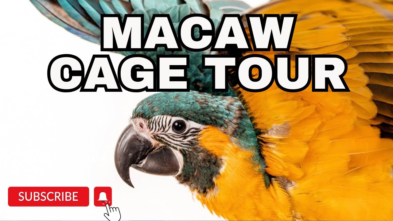 Setting Up Large Cages For Pet Birds! MACAW CAGE TOUR
