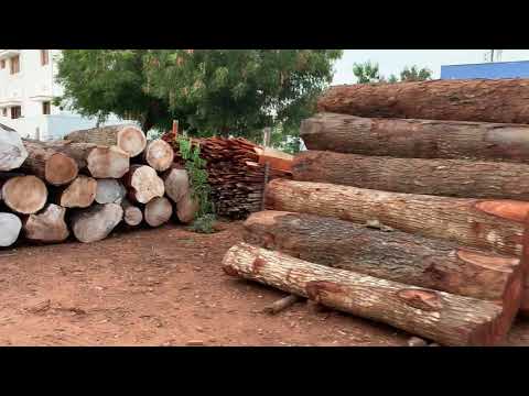 Mahogany Wood - Mahogany Tree Latest Price, Manufacturers & Suppliers