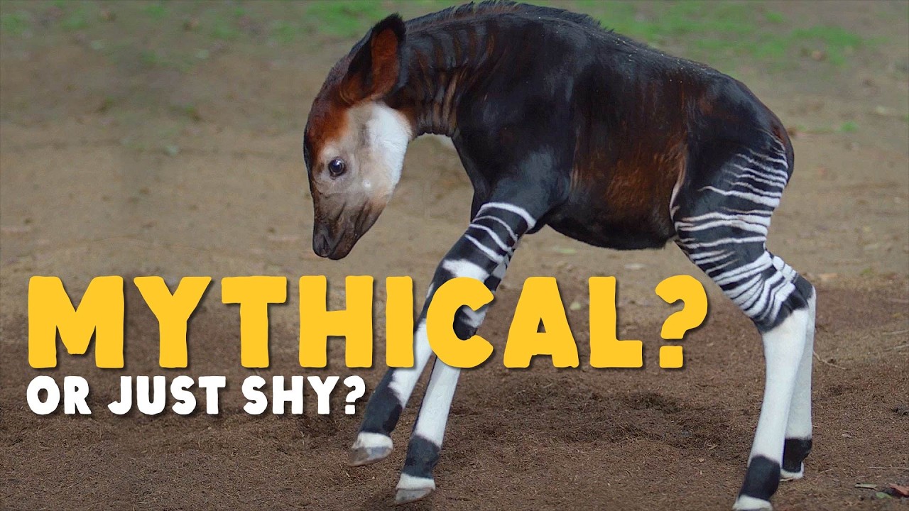 How The Okapi Became 