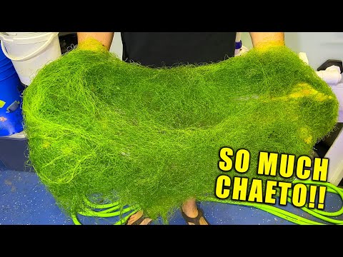 The Best Way to Grow Chaetomorpha for Nutrient Export