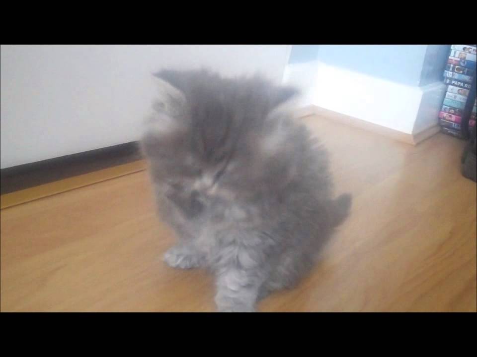 My Sister's New Kitten - Loki