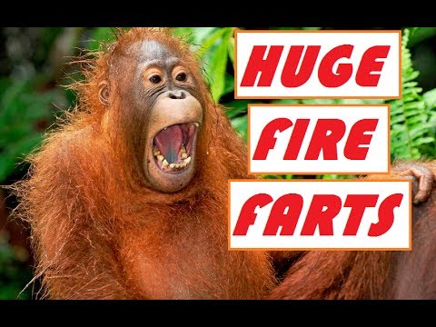 Facts About Farting