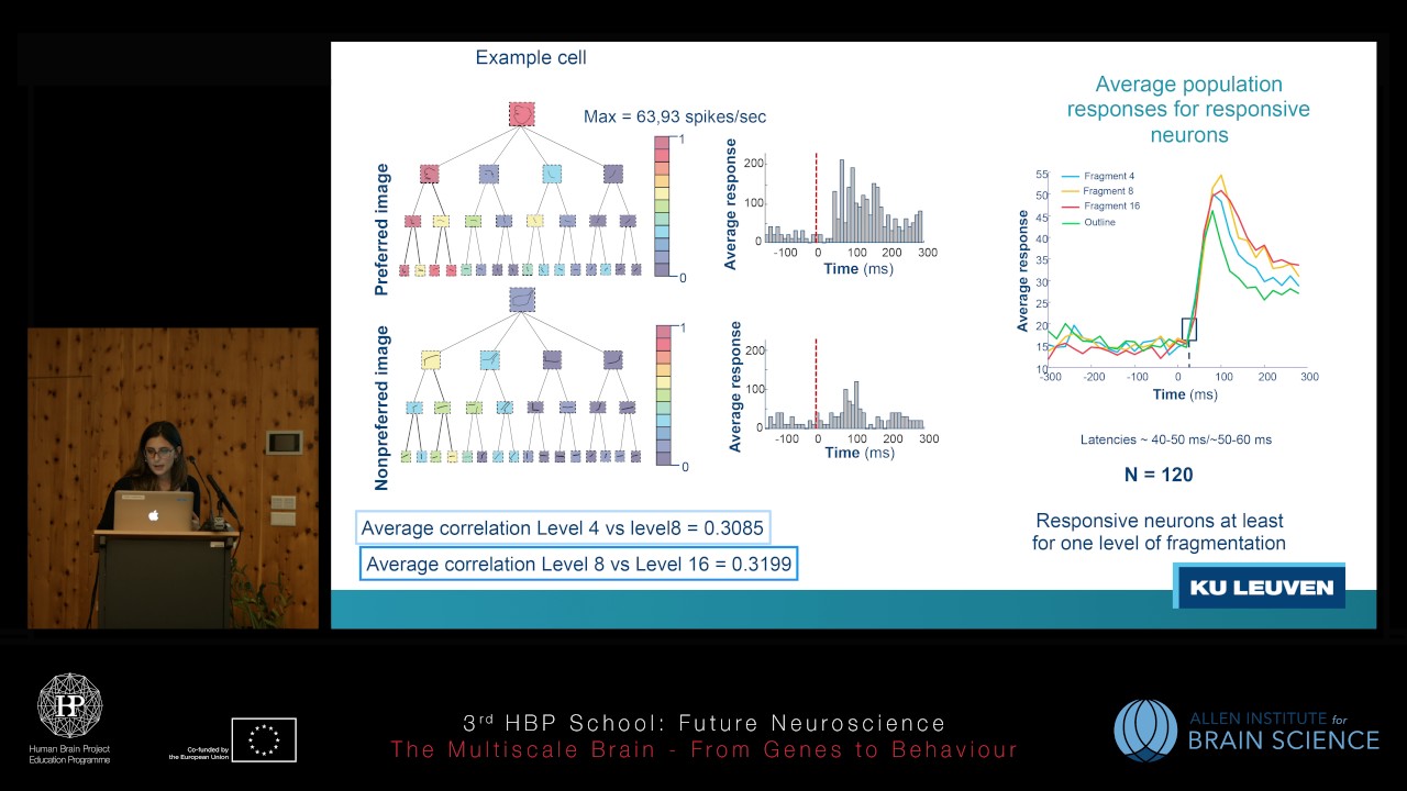 Caprara Irene - Neural coding of object shape in the macaque frontal cortex