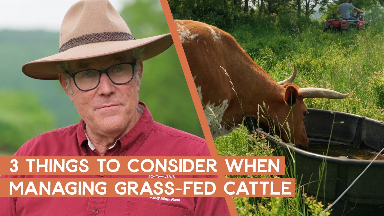 3 Things to Consider When Managing Grass-Fed Cattle | Joel Salatin