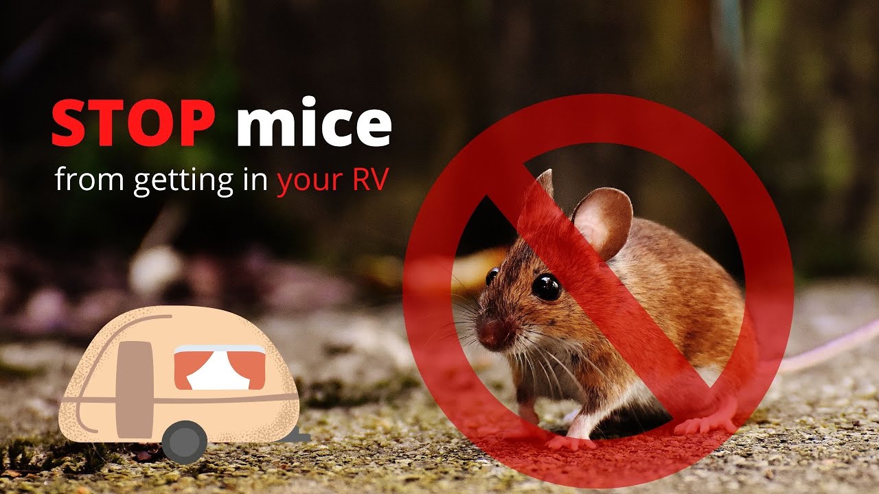 STOP mice from getting into an RV | Home A Roam