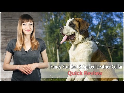 Fancy Studded and Spiked Leather Dog Collar in White and Pink - ForDogTrainers Review