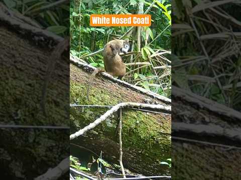 White Nosed Coati mundi on Trail Camera Trap #awkward