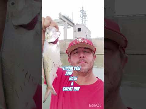 DO YOUR BEST AND YOU WILL NEVER FAIL (SKIPJACK HERRING)