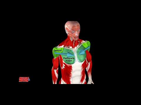 anatomical terminologies||directional terminologies.