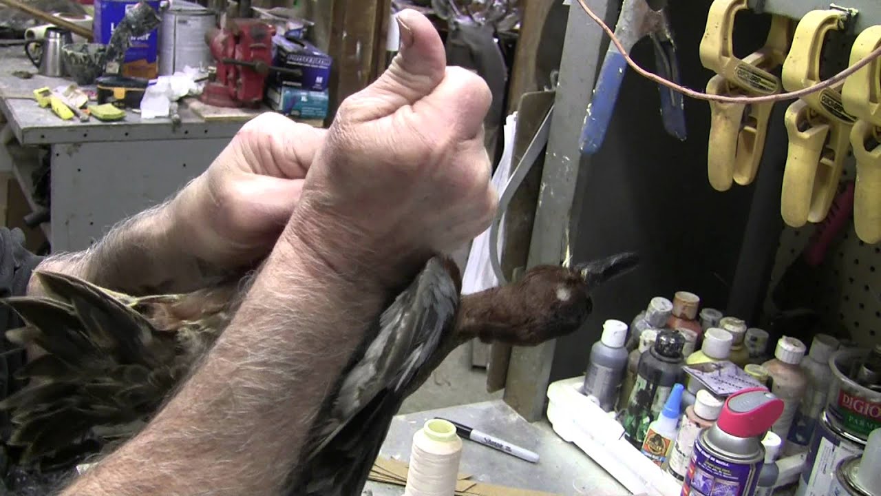 Testas Tuesdays Tips  Bird Reconstruction