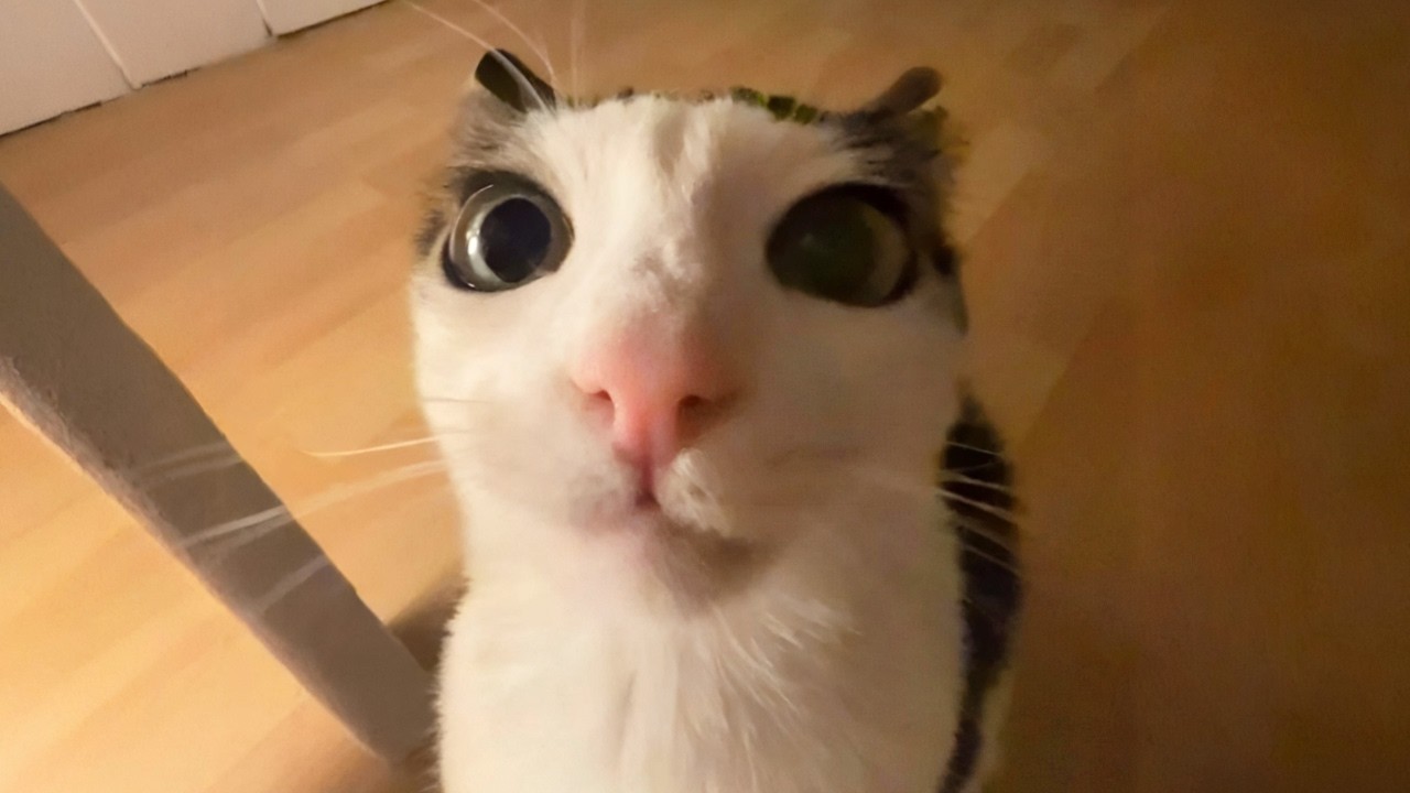 You Laugh, You Lose! 🤣 Funny Cat Videos 2026 😹 Part 140