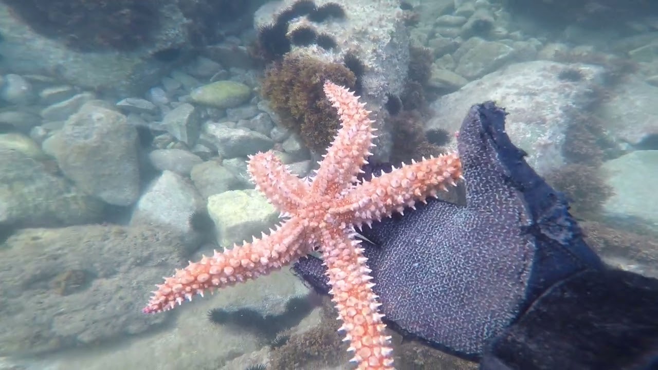 Estrella de mar