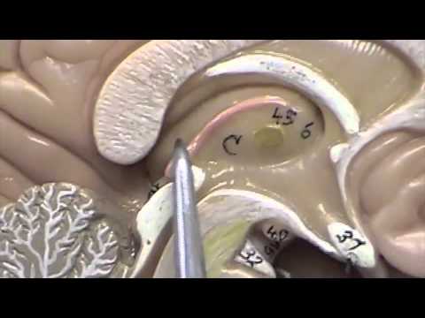 Internal Brain Model.mov