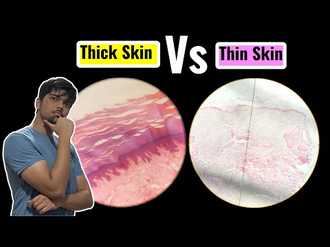 Thick Skin Vs Thin Skin - Anatomy (Histology) - 1st Year MBBS IOM, TU