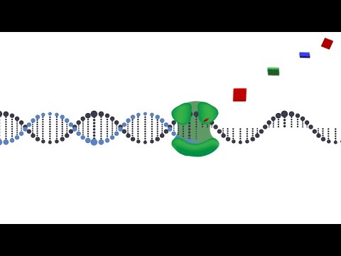 3 questions to ask when choosing a PCR enzyme