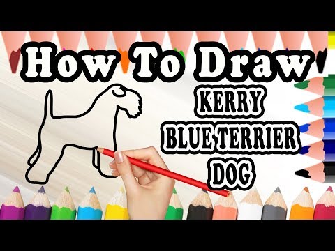 How To Draw A Kerry Blue Terrier DOG | Drawing Easy Kerry Blue Terrier Dog | Draw Easy For Kids