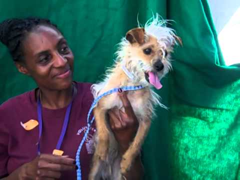Jinx A4676356