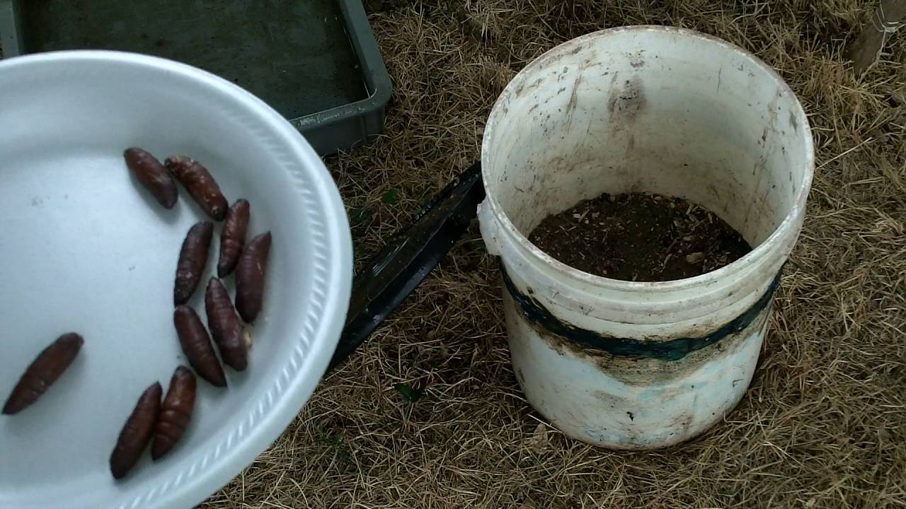 How to start life cycle of catalpa worms -  catawba