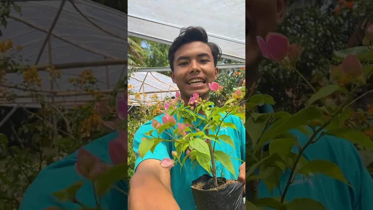 WOW, Ternyata bibit bougenville bisa di packaging!!! #bougenville #tanamanhias #blessingflower