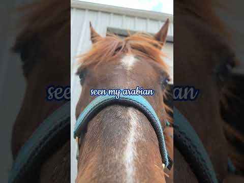 you haven't seen my arabian #horses #equestrian #arabianhorse