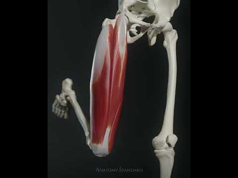Quadriceps Femoris muscle