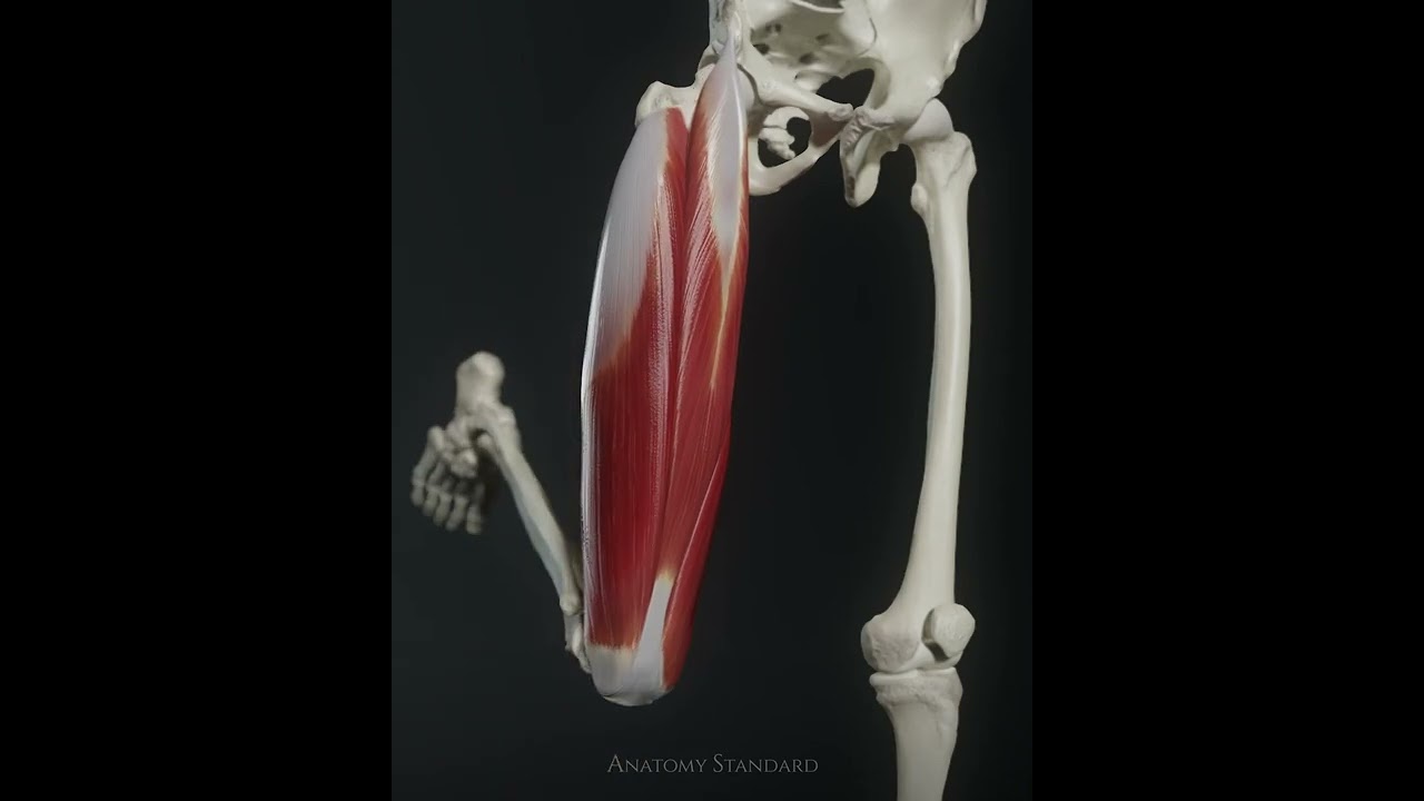 Quadriceps Femoris muscle