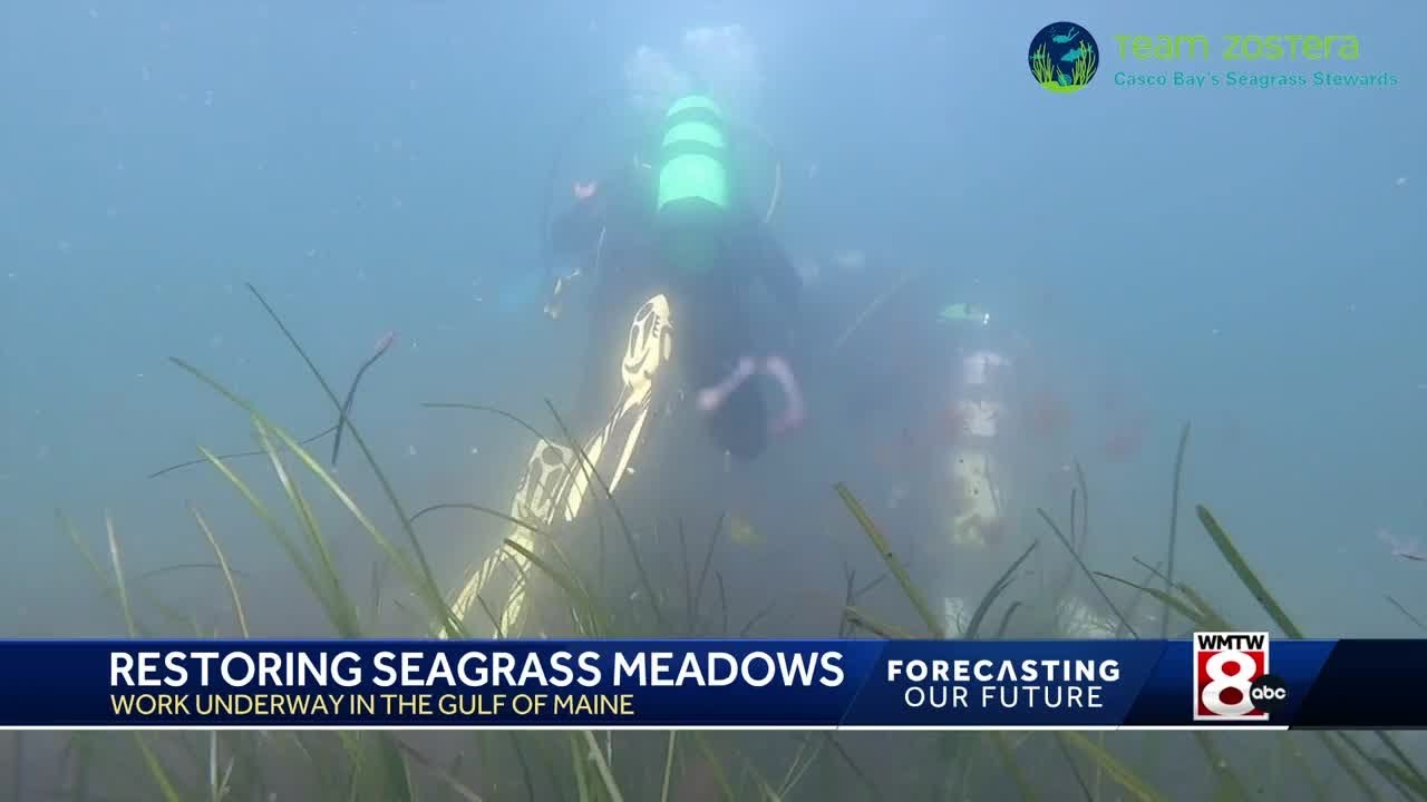 Researchers working to replant eelgrass in Casco Bay