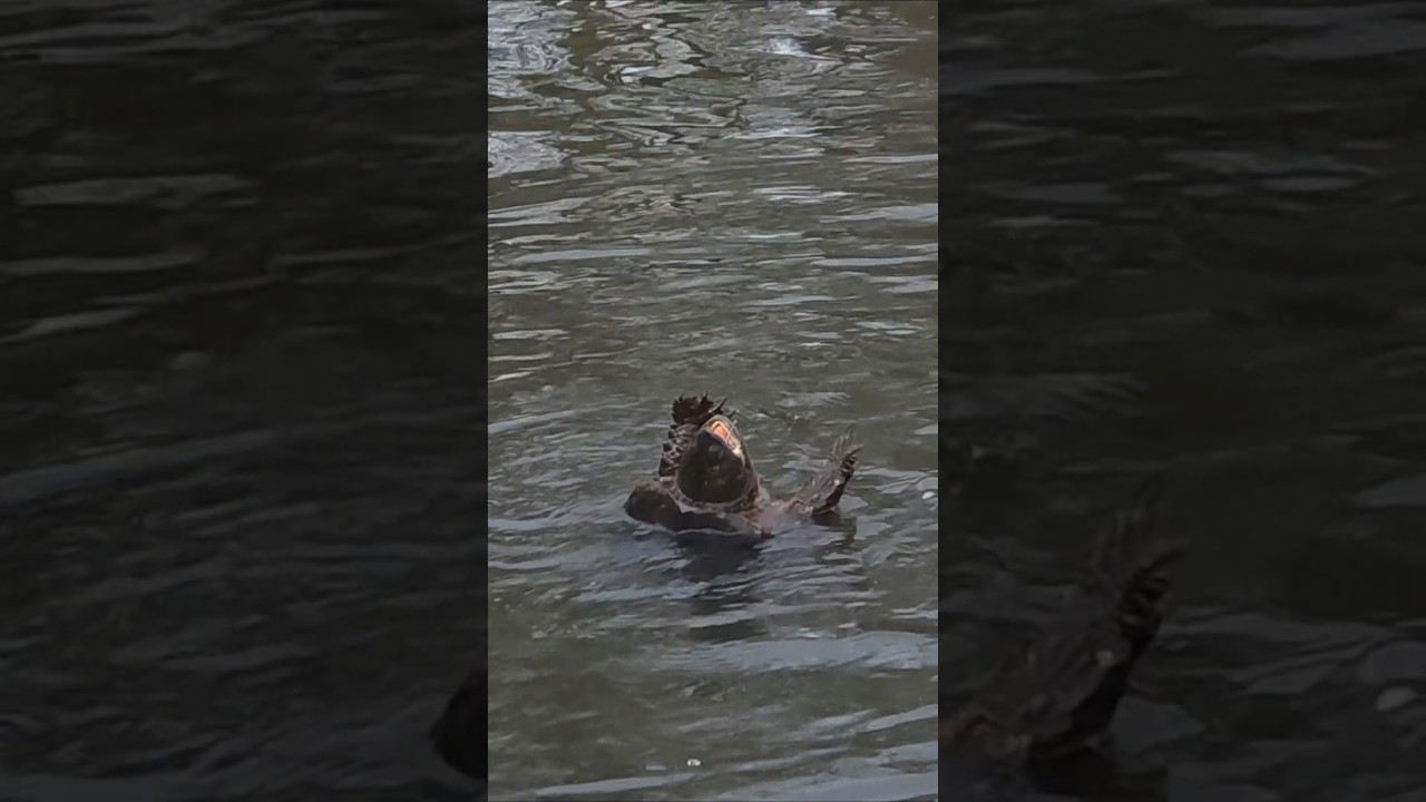 #snappingturtles are no #jokes in #missouri (#corrected)