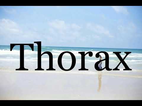 How To Pronounce Thorax๐๐๐๐๐๐Pronunciation Of Thorax