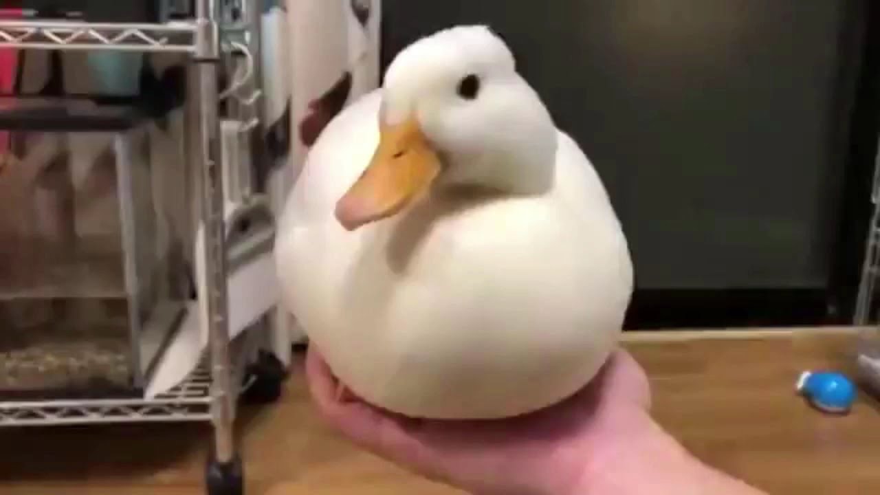 quack.mp4 (orginal)