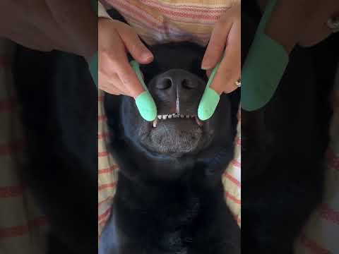 My dog brought friends to his spaw day!! #dog #spa #puppy #massage #dogs #dogshorts