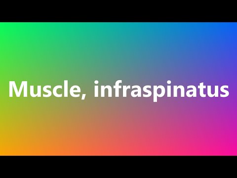 Muscle, infraspinatus - Medical Meaning and Pronunciation