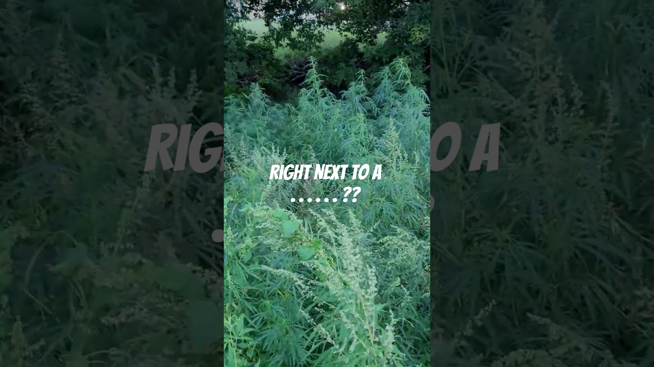 A Giant Patch of Wild Minnesota Sativa Growing Next to a Suburban Sidewalk