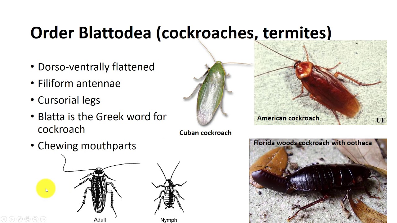 Insect Classification Part 2