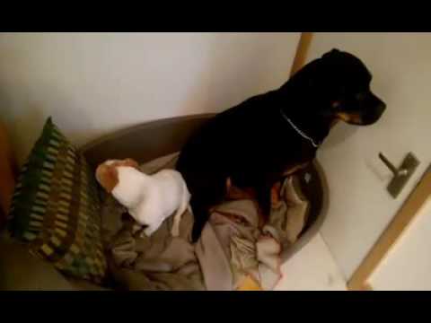 Watch These Cute Dogs Feel Seriously Sorry For Stealing Treats