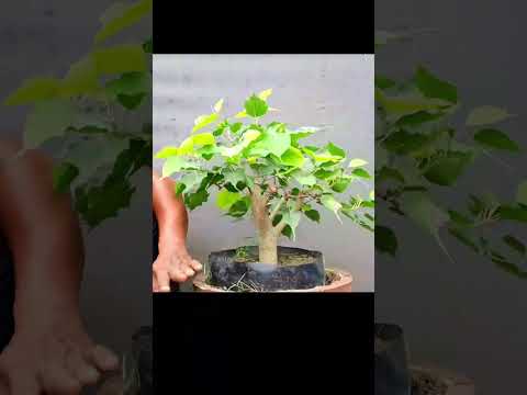 bonsai tree making #janabonsai #bonsai #peepal #ficusbonsai