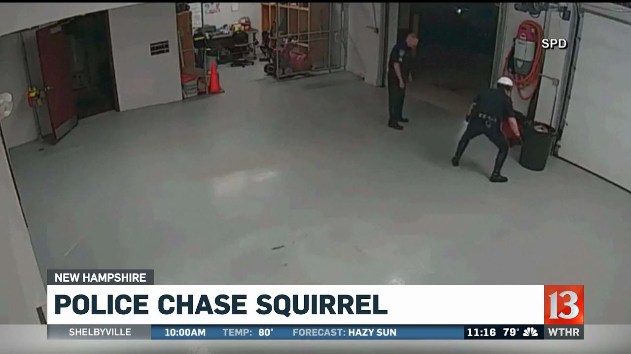 Police Chase Squirrel Caught on Camera